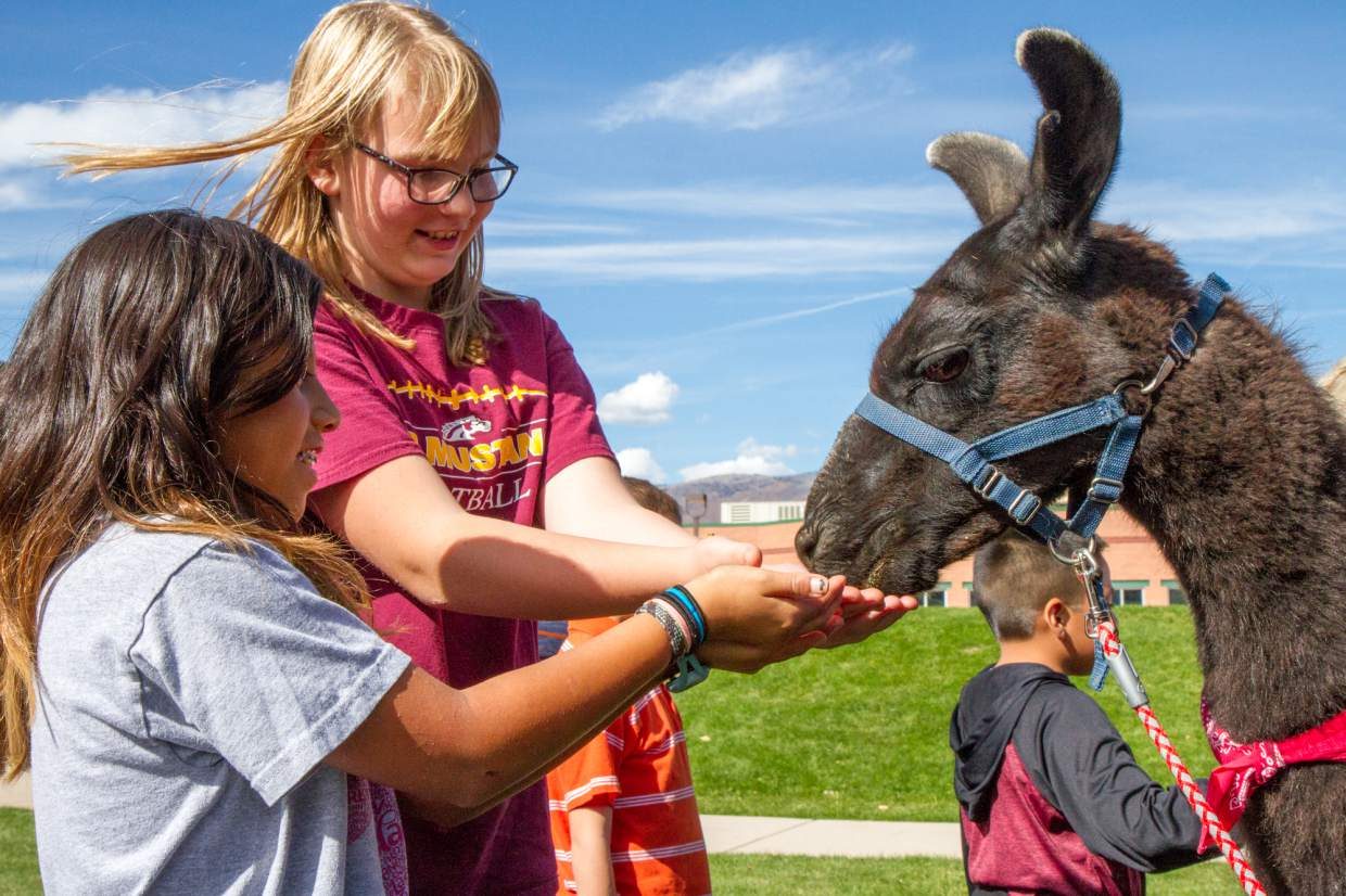 Feeding the Llamas | PostIndependent.com